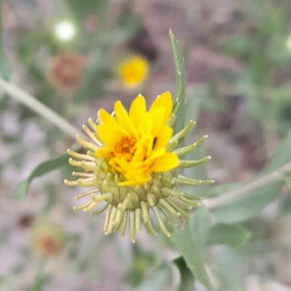Grindelia Cabrerae Plant Care & How to Grow, Water