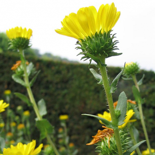 Grindelia Camporum Plant Care & How to Grow, Water