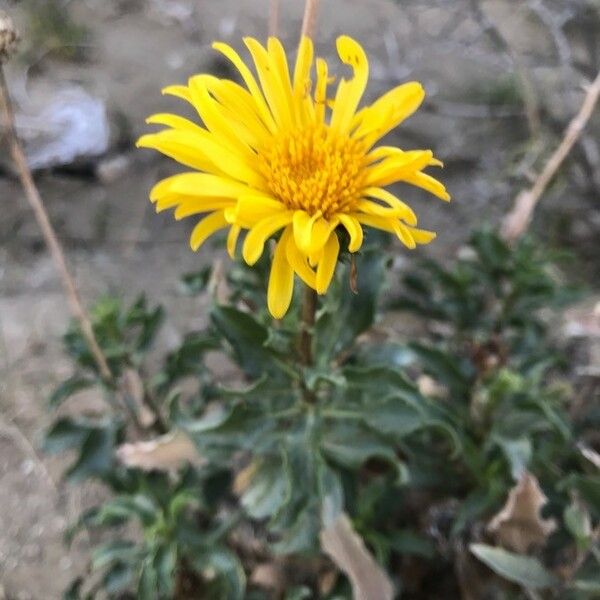 Shrubby Gumweed (Grindelia Chiloensis) Plant Care & How to Grow, Water