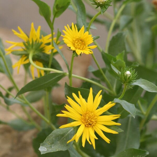 Grindelia Glutinosa Plant Care & How to Grow, Water