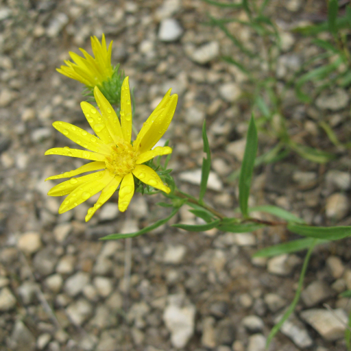 Narrowleaf Gumweed (Grindelia Lanceolata) Plant Care & How to Grow, Water