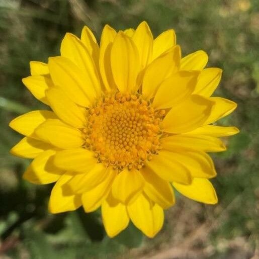 Grindelia Orientalis Plant Care & How to Grow, Water