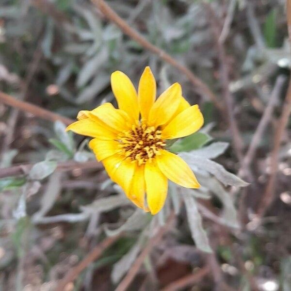 Grindelia Pulchella Plant Care & How to Grow, Water