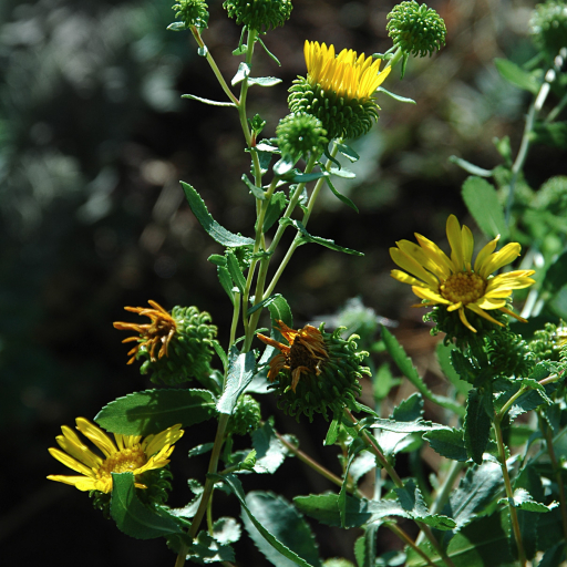 Curly-Cup Gumweed (Grindelia Squarrosa) Care Guide: Water, Soil ...