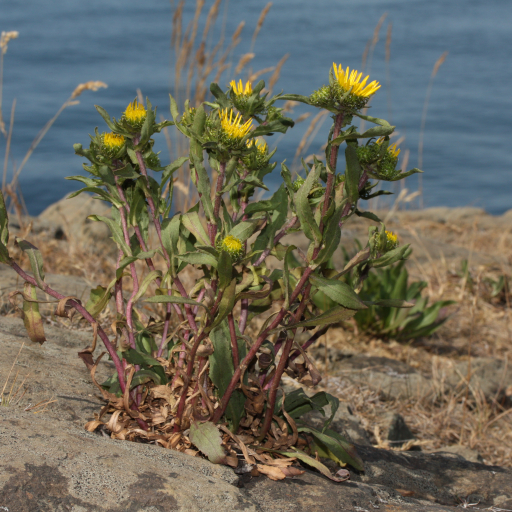 Subalpine Gumweed (Grindelia Subalpina) Plant Care & How to Grow, Water