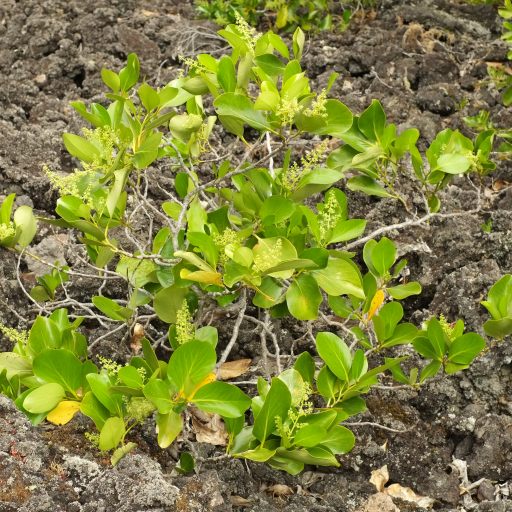 Puka (Griselinia Lucida) Plant Care & How to Grow, Water