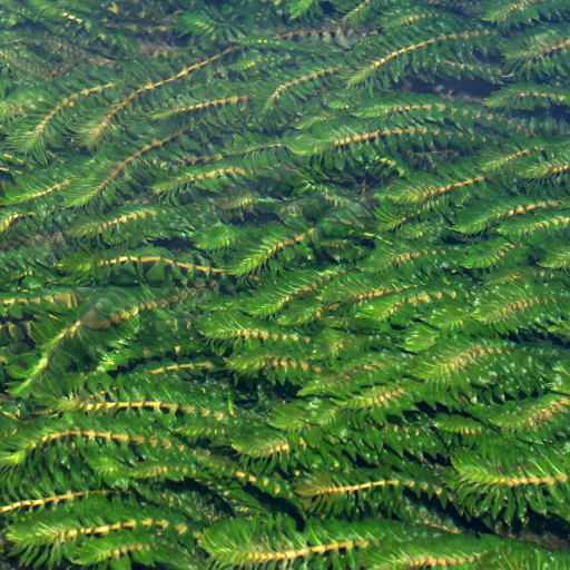 Frog's Lettuce (Groenlandia Densa) Plant Care & How to Grow, Water