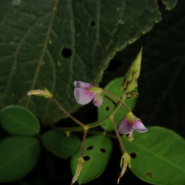 Grona Adscendens Plant Care & How to Grow, Water