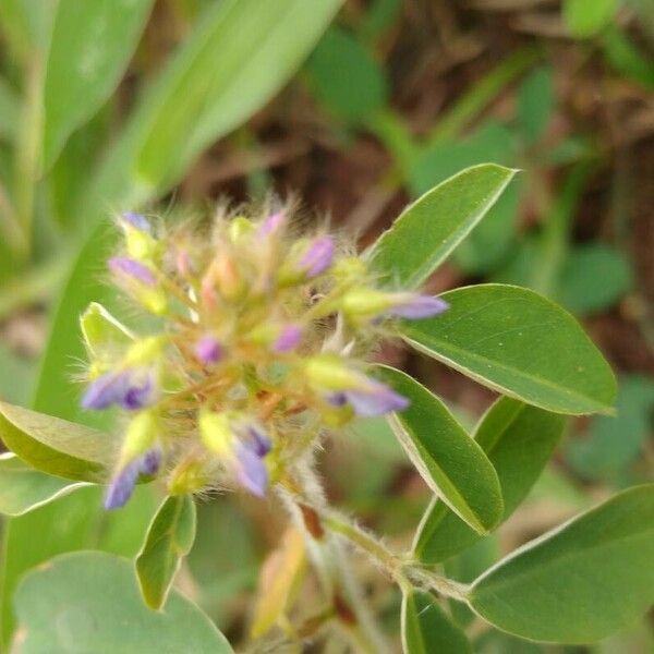 Grona Barbata Plant Care & How to Grow, Water