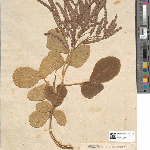 Grona Juruenensis Plant Care & How to Grow, Water