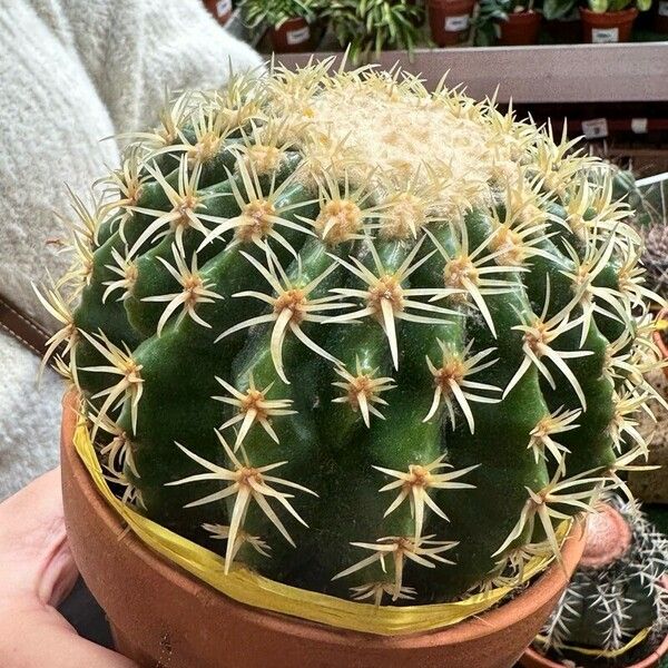 Tiny Mound Cholla (Grusonia Bulbispina) Care Guide: Water, Soil ...