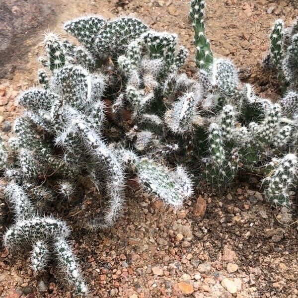 Club Cholla (Grusonia Clavata) Plant Care & How to Grow, Water