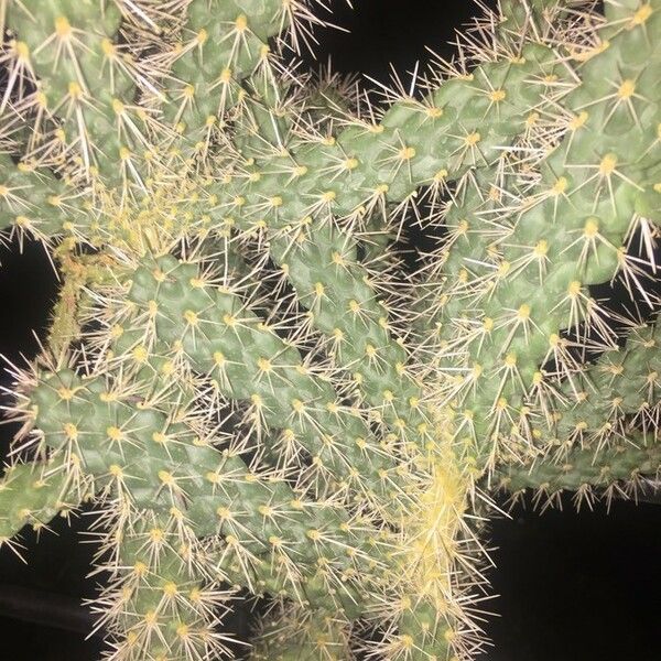 Grusonia Imbricata Plant Care & How to Grow, Water