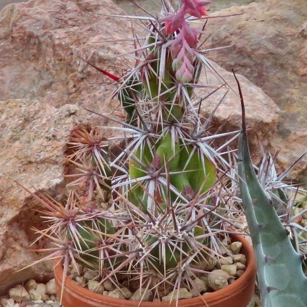 Grusonia Invicta Plant Care & How to Grow, Water