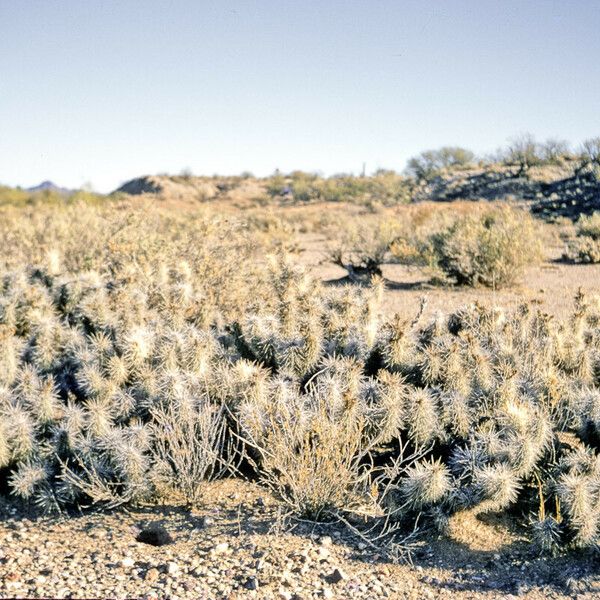Kunze Club-Cholla (Grusonia Kunzei) Plant Care & How to Grow, Water
