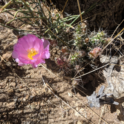 Sagebrush Cholla (Grusonia Pulchella) Care Guide: Water, Soil ...