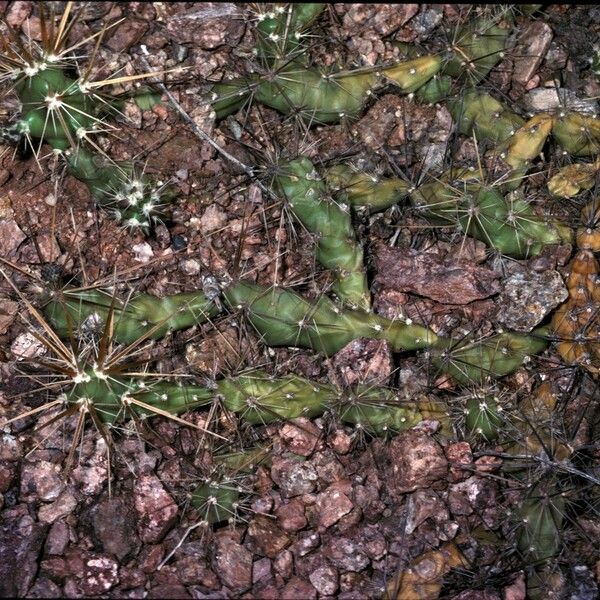 Grusonia Schottii Plant Care & How to Grow, Water