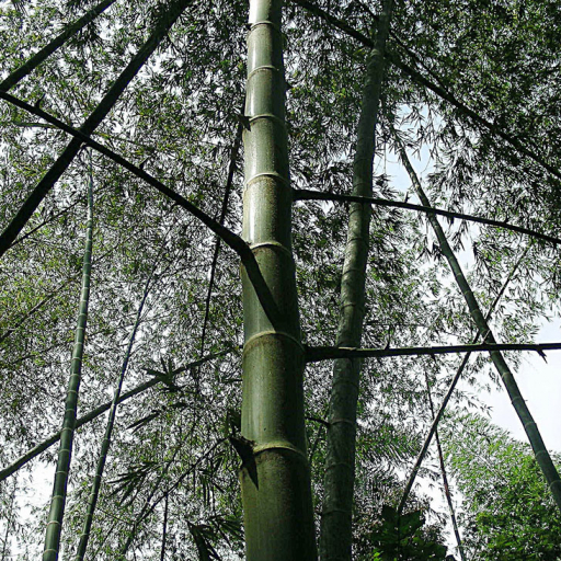 Guadua (Guadua Angustifolia) Plant Care & How to Grow, Water