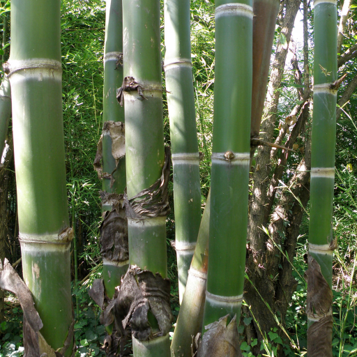 Guadua Chacoensis Plant Care & How to Grow, Water