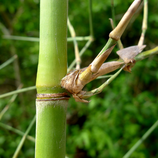 Guadua Paniculata Plant Care & How to Grow, Water