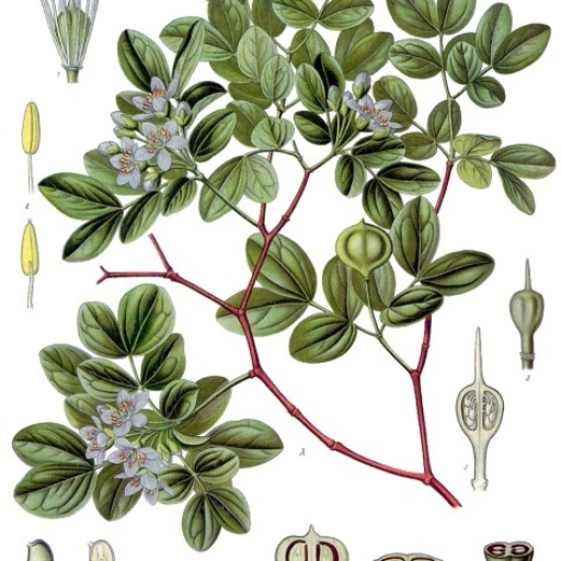 Lignum Vitae (Guaiacum Officinale) Plant Care & How to Grow, Water