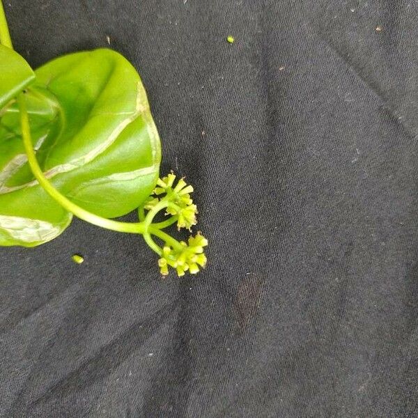 Guapira Pernambucensis Plant Care & How to Grow, Water