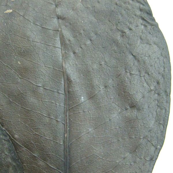 Guapira Salicifolia Plant Care & How to Grow, Water