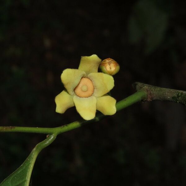 Guatteria Amplifolia Care Guide: Water, Soil & Propagation - Plantiary