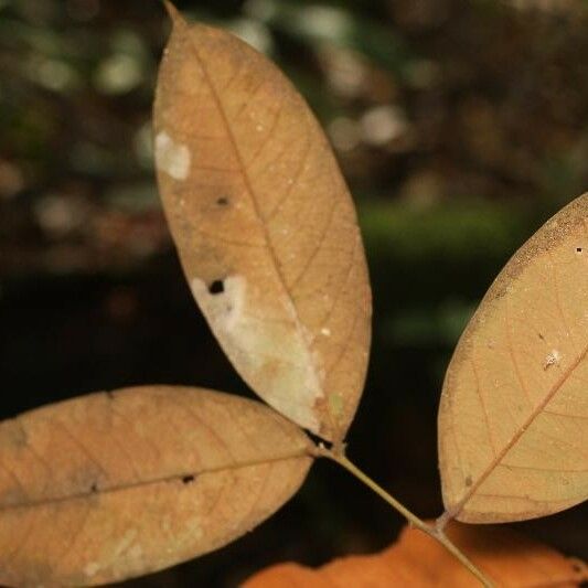 Guatteria Anteridifera Plant Care & How to Grow, Water