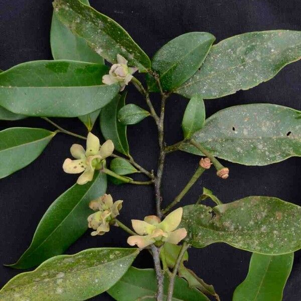 Guatteria Australis Care Guide: Water, Soil & Propagation - Plantiary