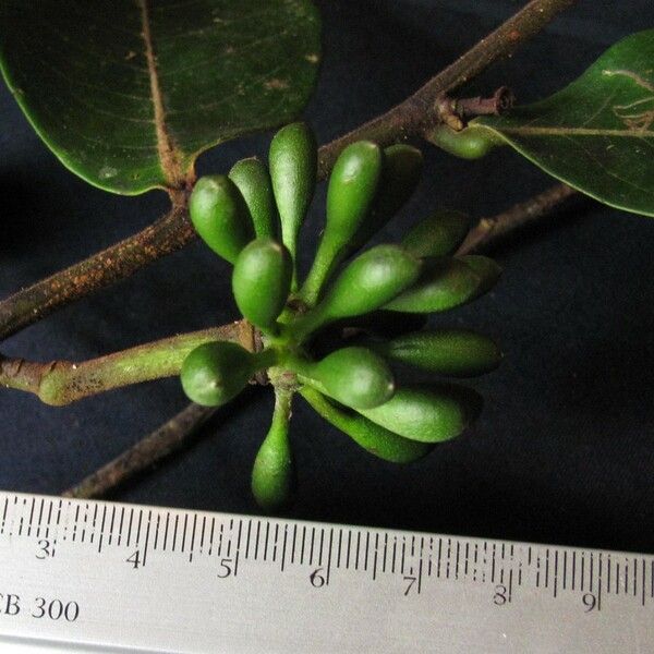 Guatteria Chiriquiensis Care Guide: Water, Soil & Propagation - Plantiary