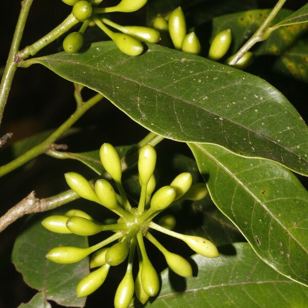 Guatteria Costaricensis Care Guide: Water, Soil & Propagation - Plantiary