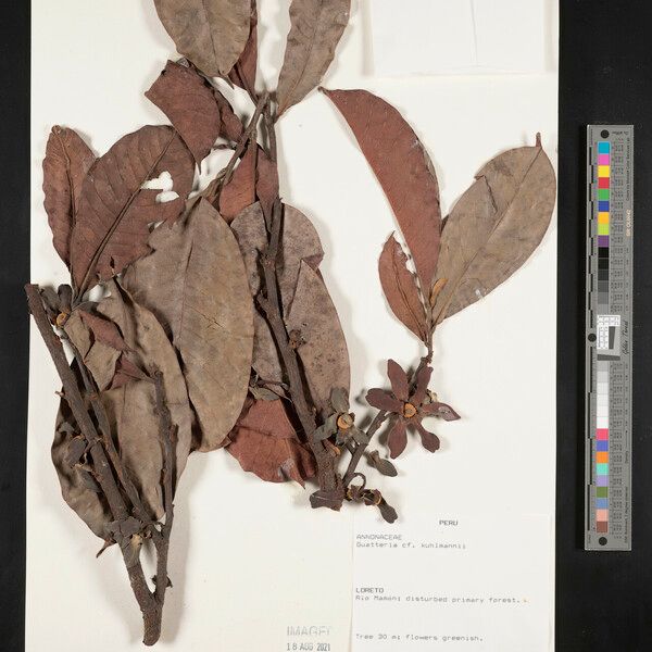 Guatteria Dura Plant Care & How to Grow, Water