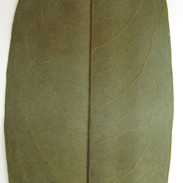 Guatteria Foliosa Plant Care & How to Grow, Water