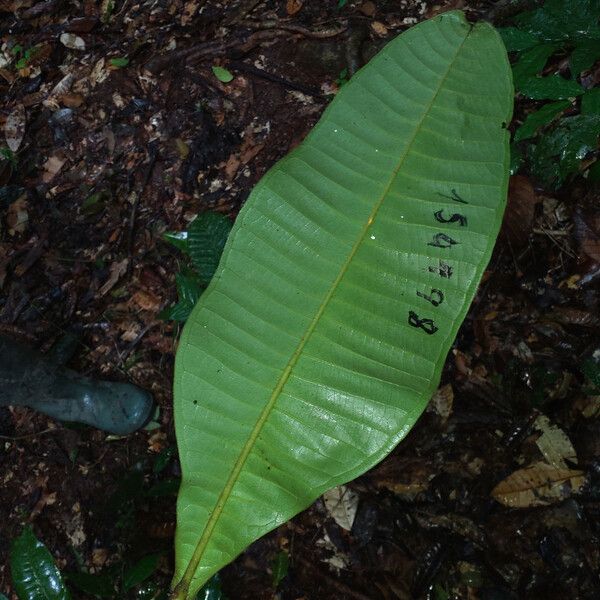 Guatteria Guianensis Plant Care & How to Grow, Water