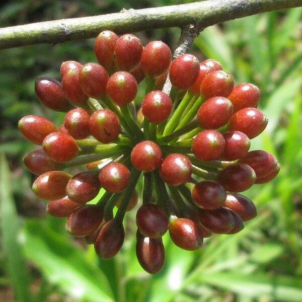 Guatteria Lucens Plant Care & How to Grow, Water