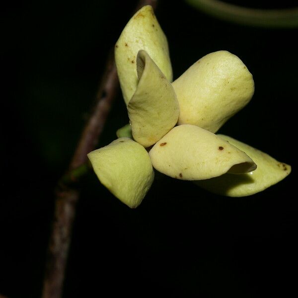 Guatteria Oliviformis Care Guide: Water, Soil & Propagation - Plantiary