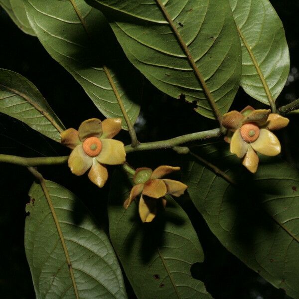 Guatteria Ouregou Care Guide: Water, Soil & Propagation - Plantiary