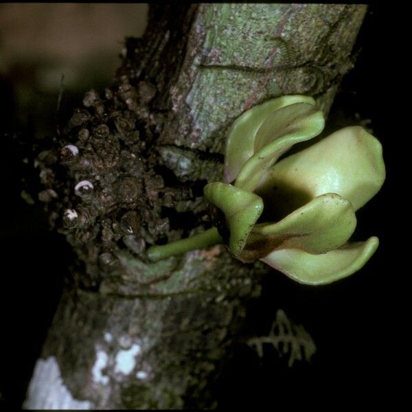 Guatteria Scandens Care Guide: Water, Soil & Propagation - Plantiary