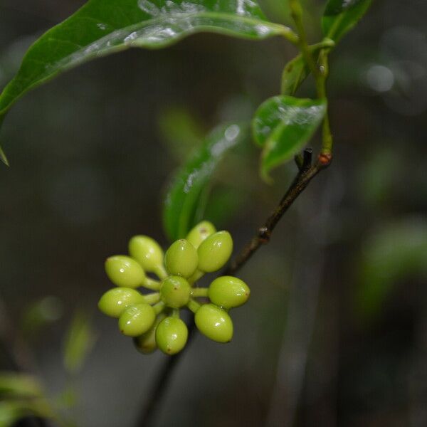 Guatteria Verrucosa Care Guide: Water, Soil & Propagation - Plantiary