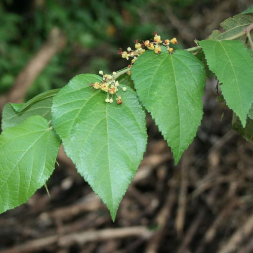 Bastard-Cedar (Guazuma Ulmifolia) Plant Care & How to Grow, Water