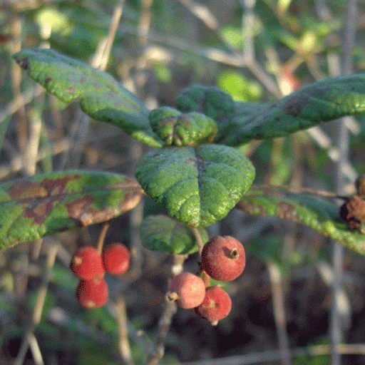 Wild Guave (Guettarda Scabra) Plant Care & How to Grow, Water