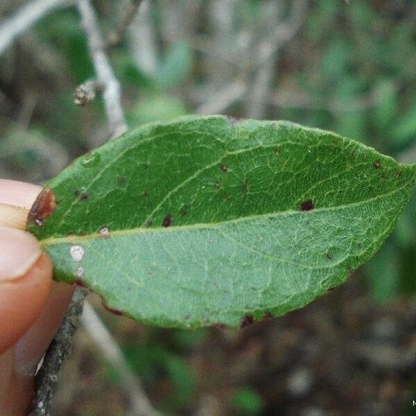 Guettardella Rhamnoides Plant Care & How to Grow, Water