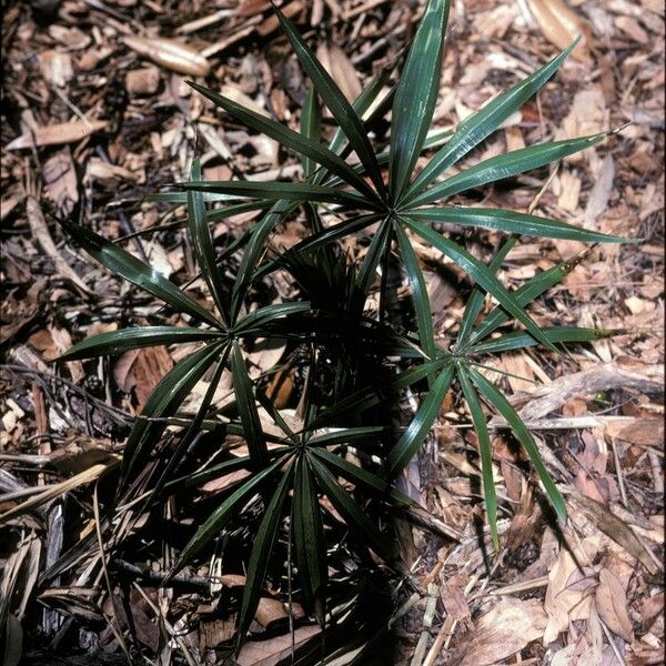 Golden-Shower (Dolichandra Unguis-cati) Plant Care & How to Grow, Water
