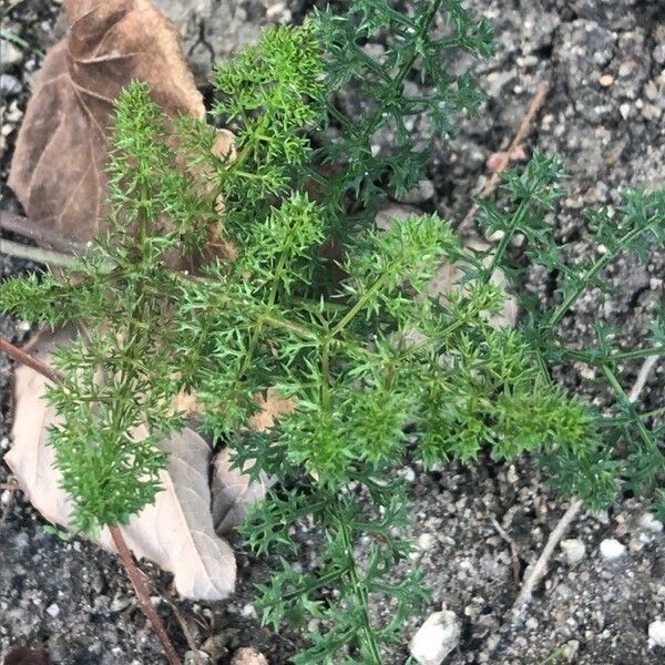 Guillonea Scabra Plant Care & How to Grow, Water