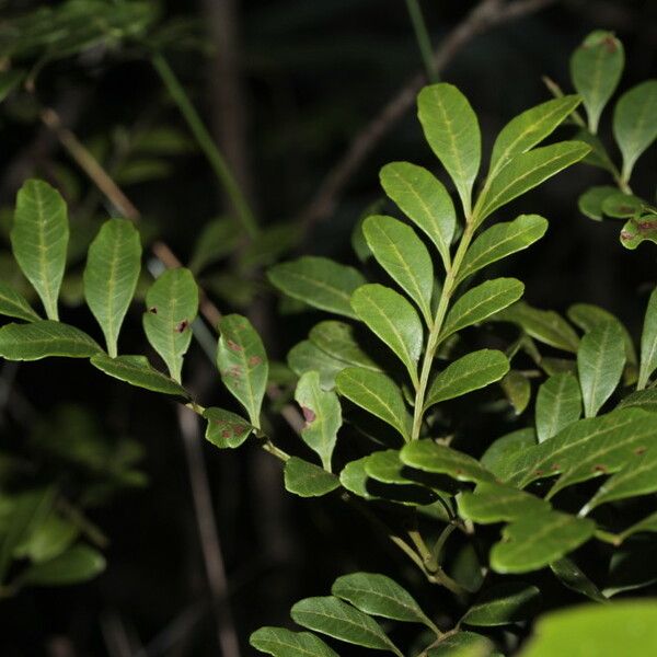 Guioa Crenata Care Guide: Water, Soil & Propagation - Plantiary
