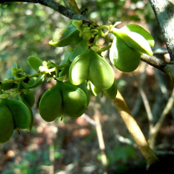Guioa Fusca Care Guide: Water, Soil & Propagation - Plantiary