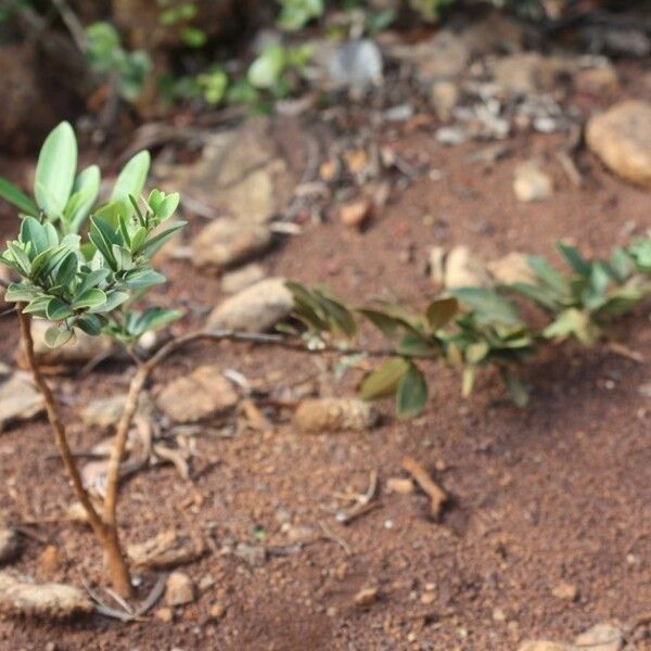 Guioa Glauca Plant Care & How to Grow, Water