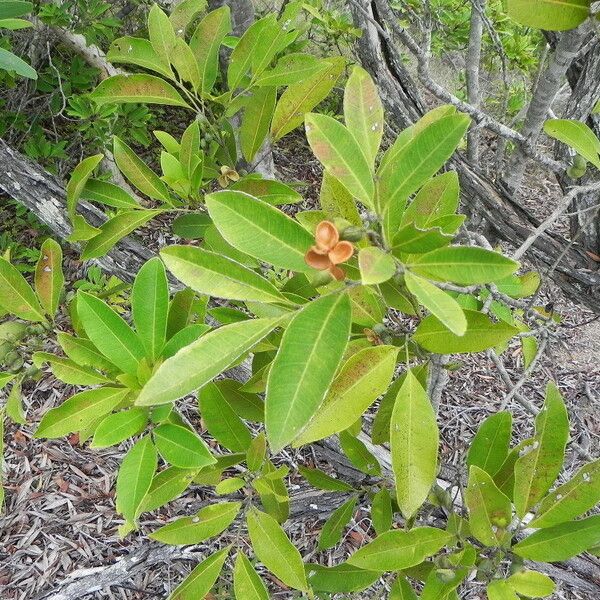 Guioa Gracilis Plant Care & How to Grow, Water