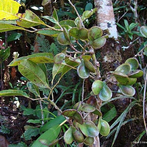 Guioa Ovalis Plant Care & How to Grow, Water